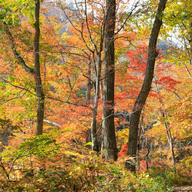 HTML5で画像にキャプションを付ける | Tokuvin PC